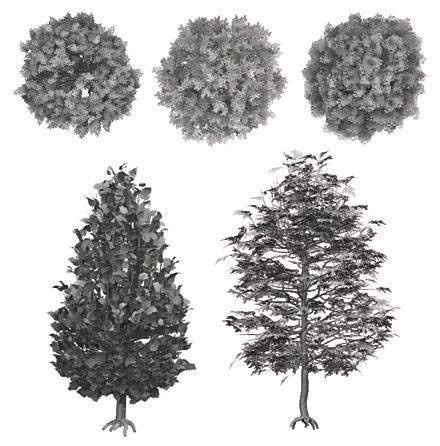 Images About Tree Section Visuals On Pinterest Trees Vector Vector And Photoshop Tutorial