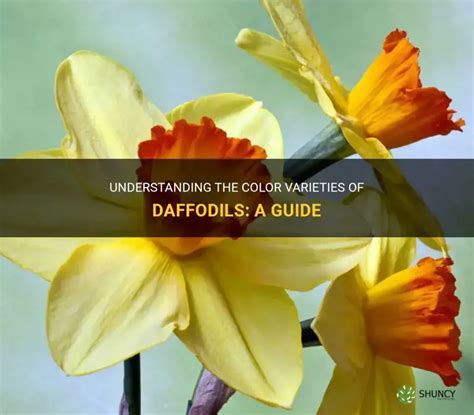 Understanding The Color Varieties Of Daffodils A Guide Shuncy