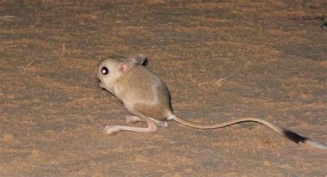 Jerboa R Jerboas