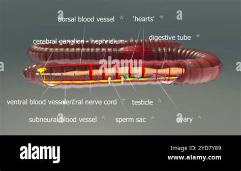 The Common Earthworm Features A Segmented Body With A Simple Anatomy Including A Muscular