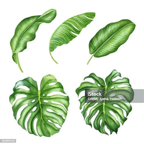 현실적인 열 대 식물 경 엽 식물입니다 열 대 잎의 세트 그린 팜 바나나 몬스 테라 손으로 그린 수채화 그림 흰색 절연 0명에 대한 스톡 벡터 아트 및 기타 이미지 Istock
