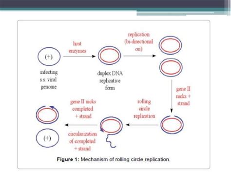 Plasmid Pptx Biological Sciences Science