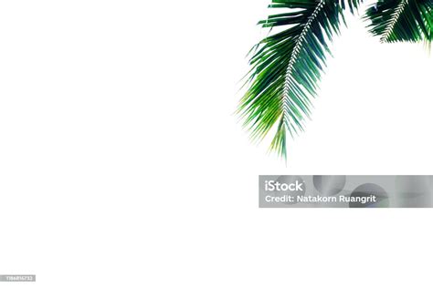 야자수 잎 분기 또는 코코넛의 녹색 잎 해변 여름 장식 디자인 개념에 대한 흰색 배경 위에 고립 열대 나무 식물 구성 패턴 0명에 대한 스톡 사진 및 기타 이미지 Istock