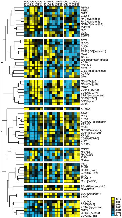 Heat Map Of Gene Expression Transitions And Passage Numbers Genes Were Download Scientific