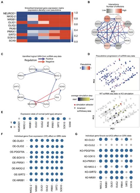 A Initial Smoothed Binarized Gene Expression States For Neuronal And Download Scientific