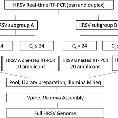 Algorithm For HRSV NGS Samples With C T Values 24 A 10 Amplicon Download Scientific Diagram