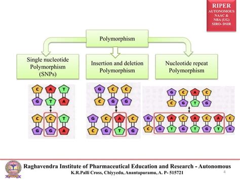 Polymorphism Affecting Drug Metabolism Pptx