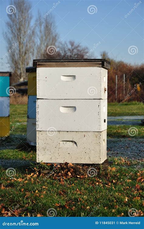 White Langstroth Bee Hive Stock Image Image Of Apiary 11845031