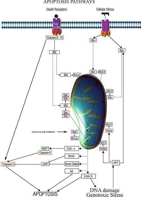 Two Main Apoptotic Pathways Have Been Described In Mammalian Cells The Download Scientific