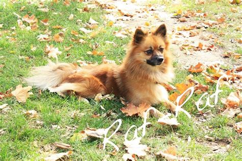 Раф-Раф | BauBau.bg