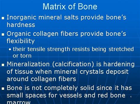 Chapter 6 The Skeletal System Bone Tissue N