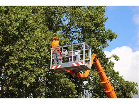 The Different Types Of Tree Pruning Techniques
