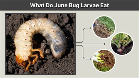 June Bug Larvae Identification Diet Damage And Natural Control