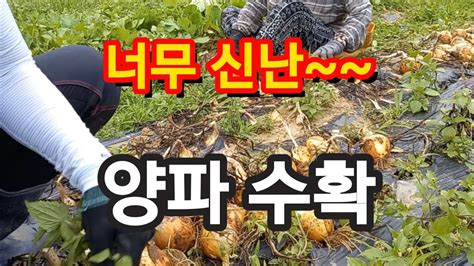첫 양파 수확 너무 신이 납니다 Youtube