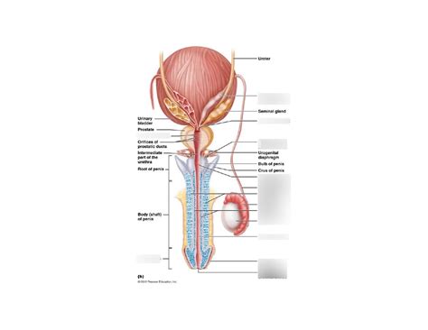 Diagram Of Male Reproductive System 2 Diagram Quizlet