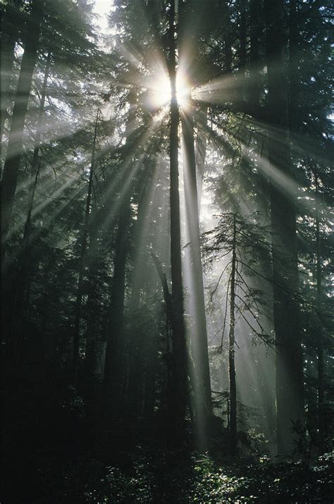 Sunlight Filtering Through Trees Photograph By Del Mulkey