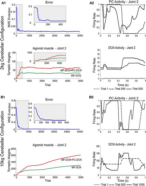 Learning Generalization By Means Of Distributed Plasticity The System