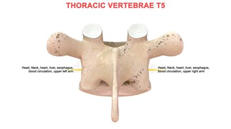 Thoracic Vertebrae Or Thoracic Spine Bone T5 Stock Illustration