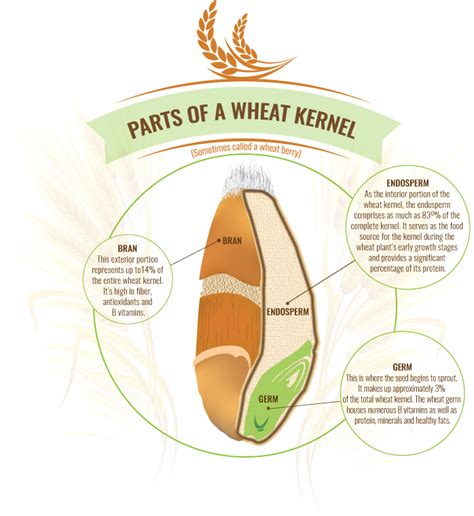 Learn About Wheat The King Milling Company