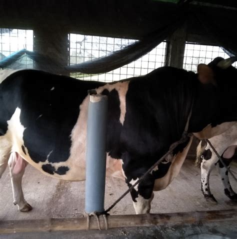 ইরা এগ্রো এন্ড ডেইরি ফার্ম