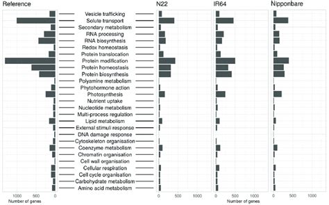 Classification Of Transcripts Into Functional Bins Transcripts Of N22