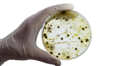 德维可：细菌生物膜的耐药机制与次氯酸破坏生物膜的机制解析 知乎