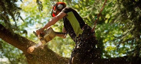 Pc Tree Services Why You Might Hire A Tree Removal Melbourne Company