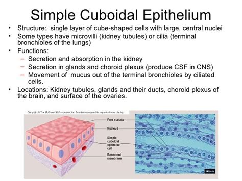 Simple Cuboidal Epithelium Location Structure Function