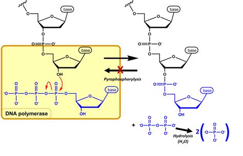 81 Nucleic Acids Structure And Function Biology Libretexts