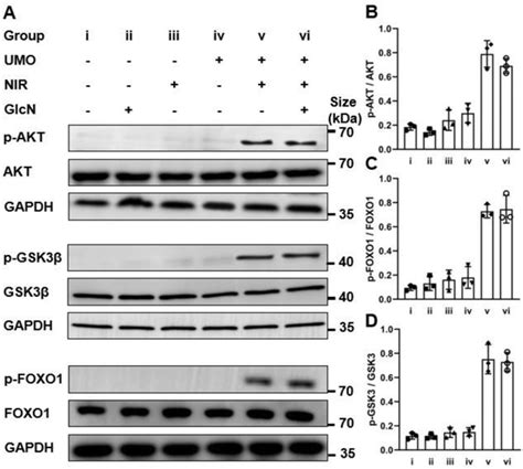 Western Blots Of Akt P‐akt Gsk3β P‐gsk3β Foxo1 P‐foxo1 And Gapdh