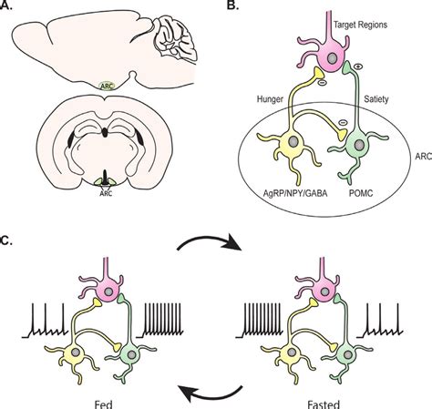Arcuate Nucleus