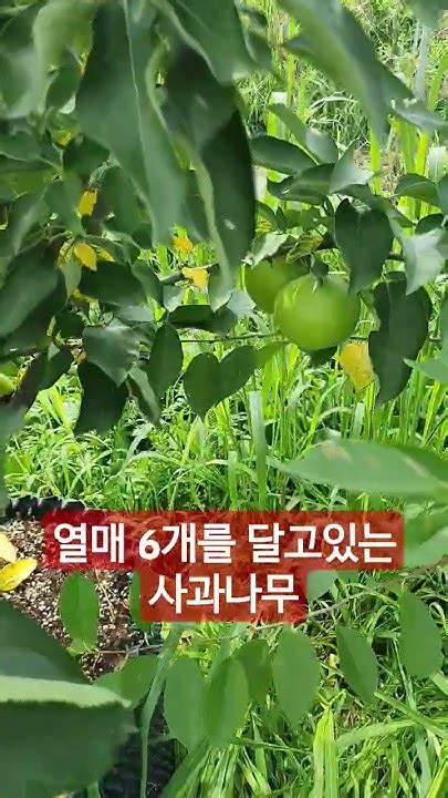 사과나무야 열매를 잘 지켜줘 Youtube