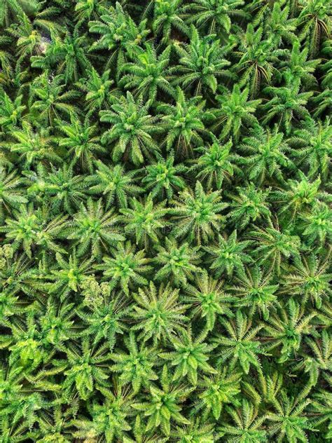 Palm Oil Trees Drone View Stock Image Image Of Palm 266659717