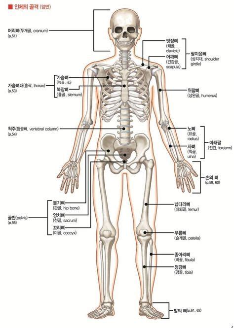 해부학 뼈 골격 Human Bone Anatomy 691hue 해부학 골격 신체 해부학