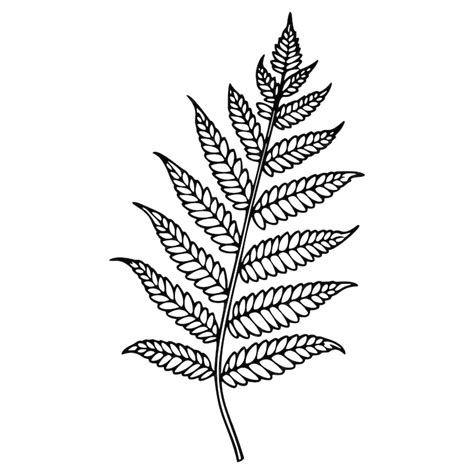 Premium Vector Fern Line Art Vector Illustration Set Isolated On
