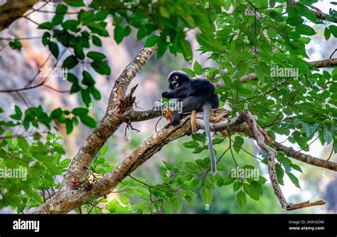 Dusky Leaf Monkey Trachypithecus Obscurus Stock Photo Alamy