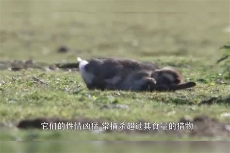 黄鼠狼最怕的是鹅鹅有什么能耐呢看完真的长知识了 能耐 什么 黄鼠狼