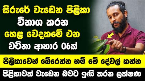 පිළිකා සෛල විනාශ කරන හෙළ වෙදකමේ එන වටිනා ආහාර 06ක් පිළිකාවෙන් බේරෙන්න නම් මේ දේවල් කන්න පටන්