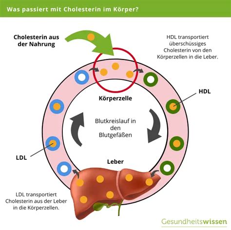 Bedeutung HDL Wert Normalwerte Im Blutbild Steigerung