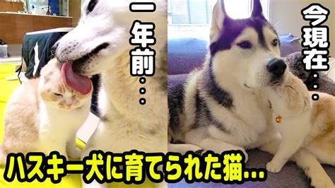 ハスキー犬に育てられた子猫は1年後にこうなりました YouTube