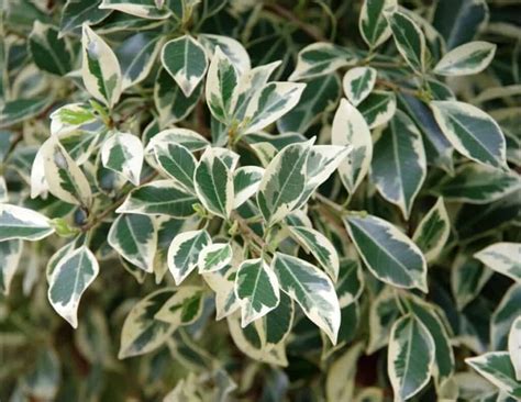When To Trim A Ficus Tree Expert Care Tips And Guidelines Backyard Virtuoso