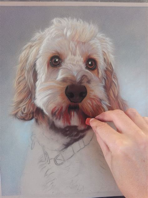 Archie The Cockapoo Emma Colbert Soft Pastel Artist And Tutor