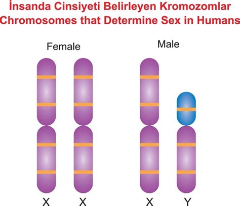 1 Cinsiyet Stock Vectors And Vector Art Shutterstock