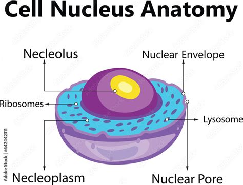 Cell Cross Section Structure Detailed Colorful Anatomy With
