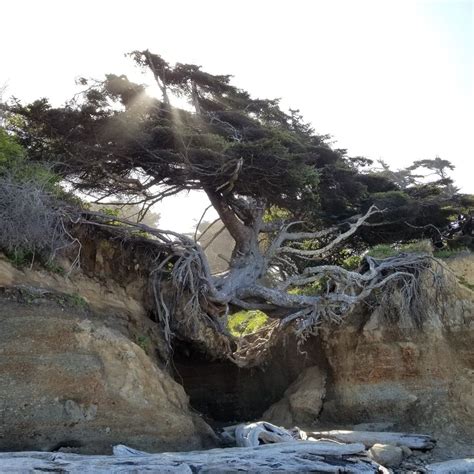 Tree Of Life Washington Weather Kathlyn Shumate