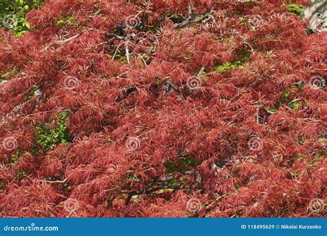 Japanese Cutleaf Maple Stock Image Image Of Biological 118495629