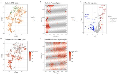 Spatial And Transcriptomic Characterization Of A Fibroblast To Adipocyte Transition Cell
