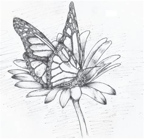 Butterfly And Flower Drawing At Getdrawings Free Download