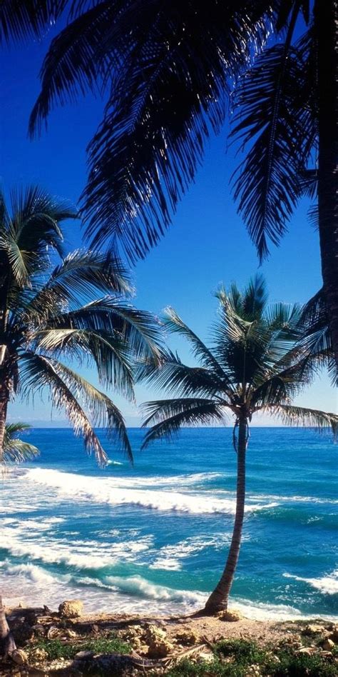 Завантажити шпалери на робочий стіл ПК Океан Земля Дерево Пляжний безкоштовно 1075777