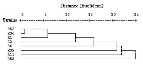 Hierarchical Cluster Analysis Between Groups Linkage Measuring The